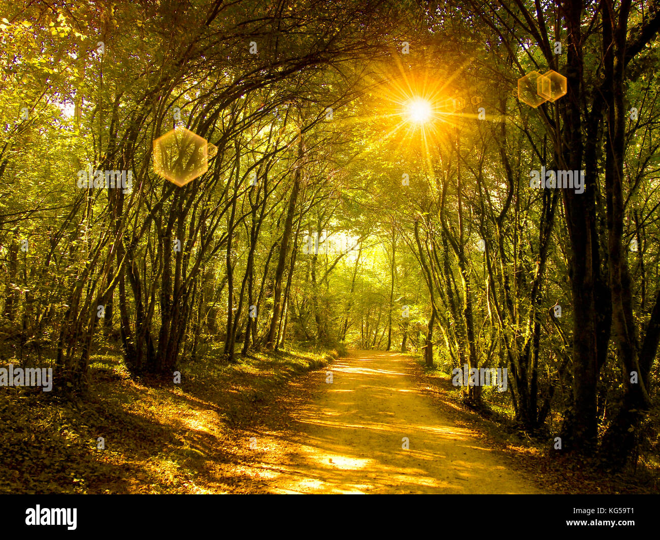 Forest in the sunset Stock Photo - Alamy