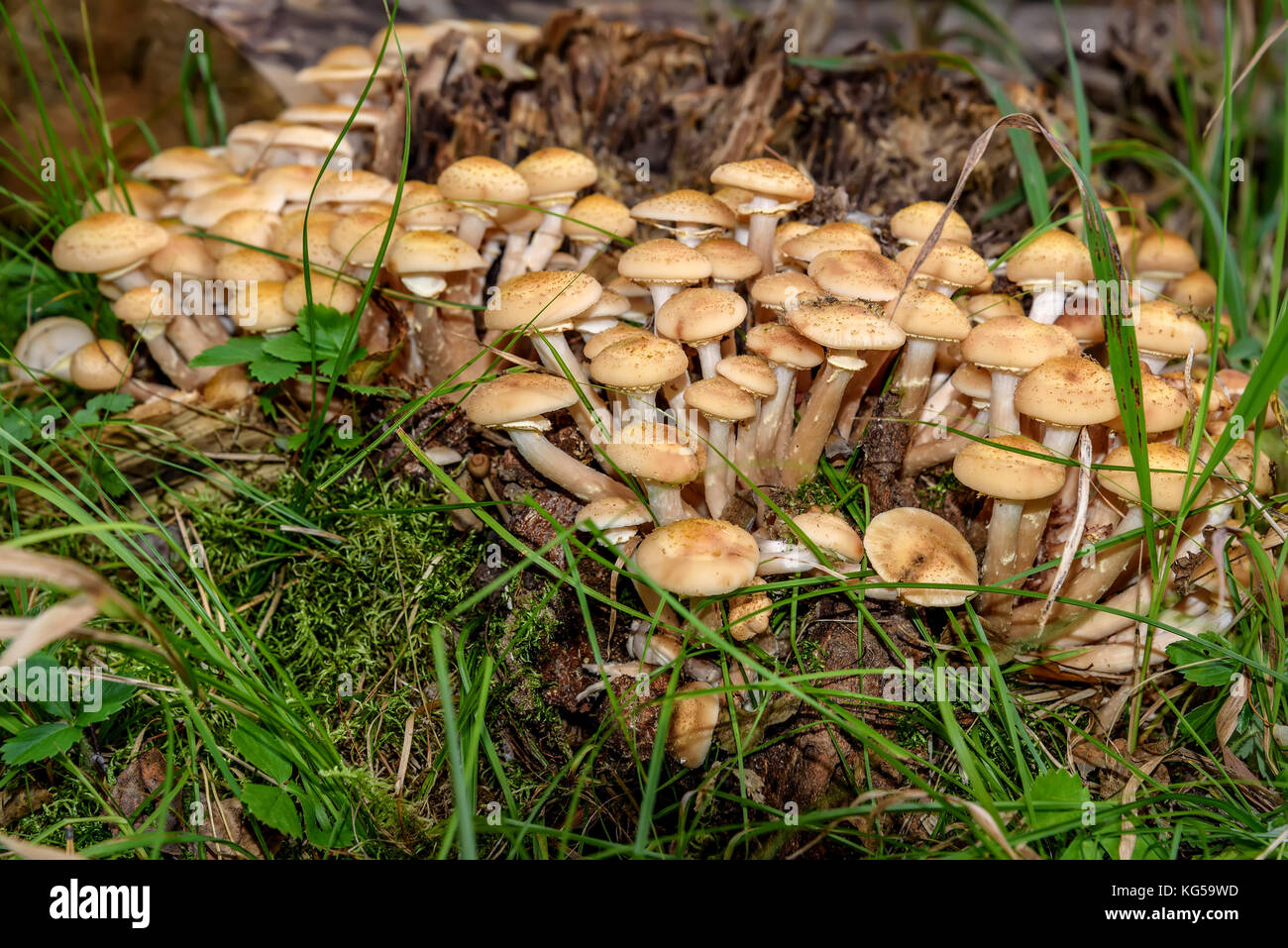 A large group of beautiful small mushrooms Honey fungus (Armillaria ...