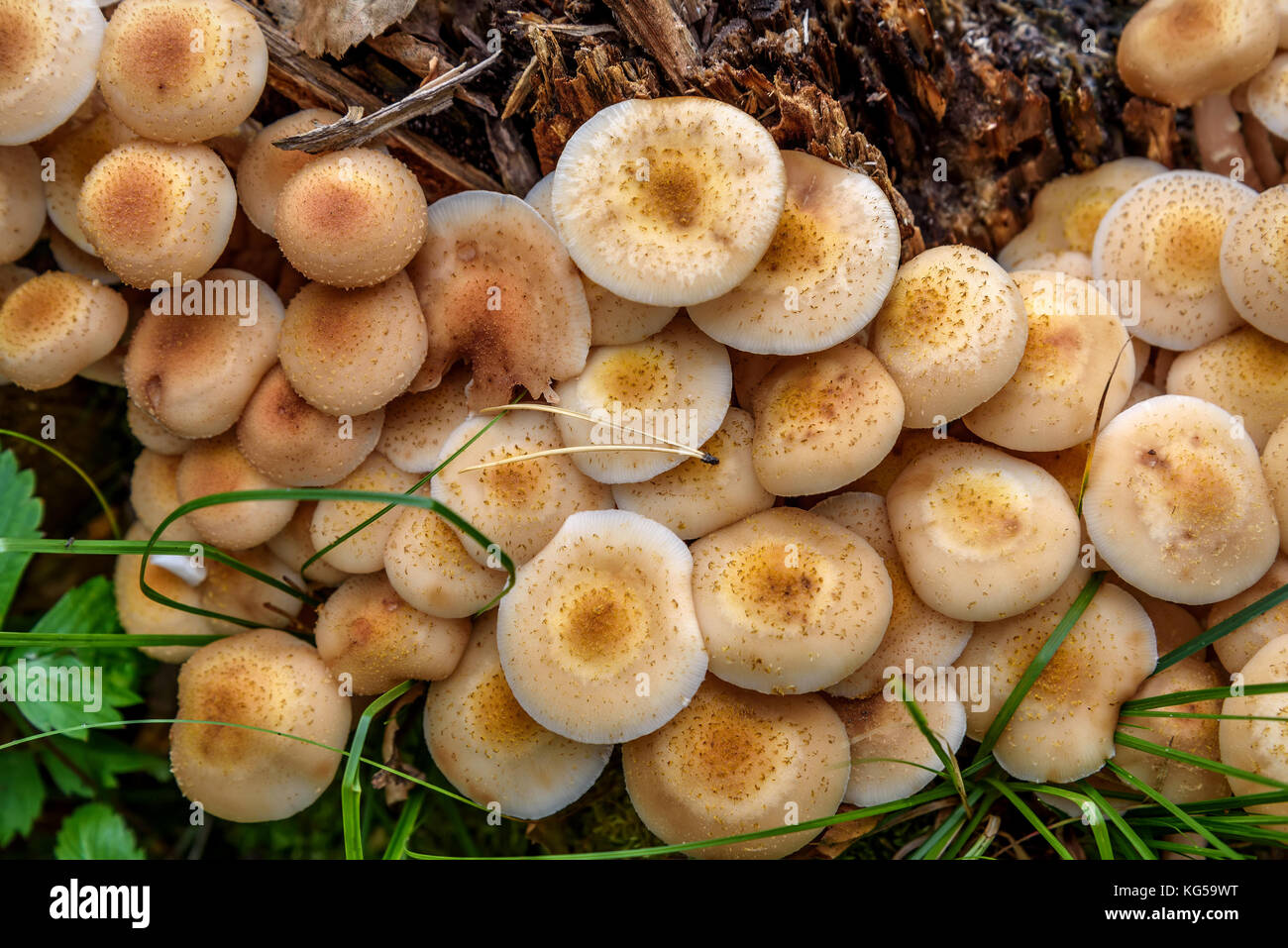 A large group of beautiful small mushrooms Honey fungus (Armillaria ...