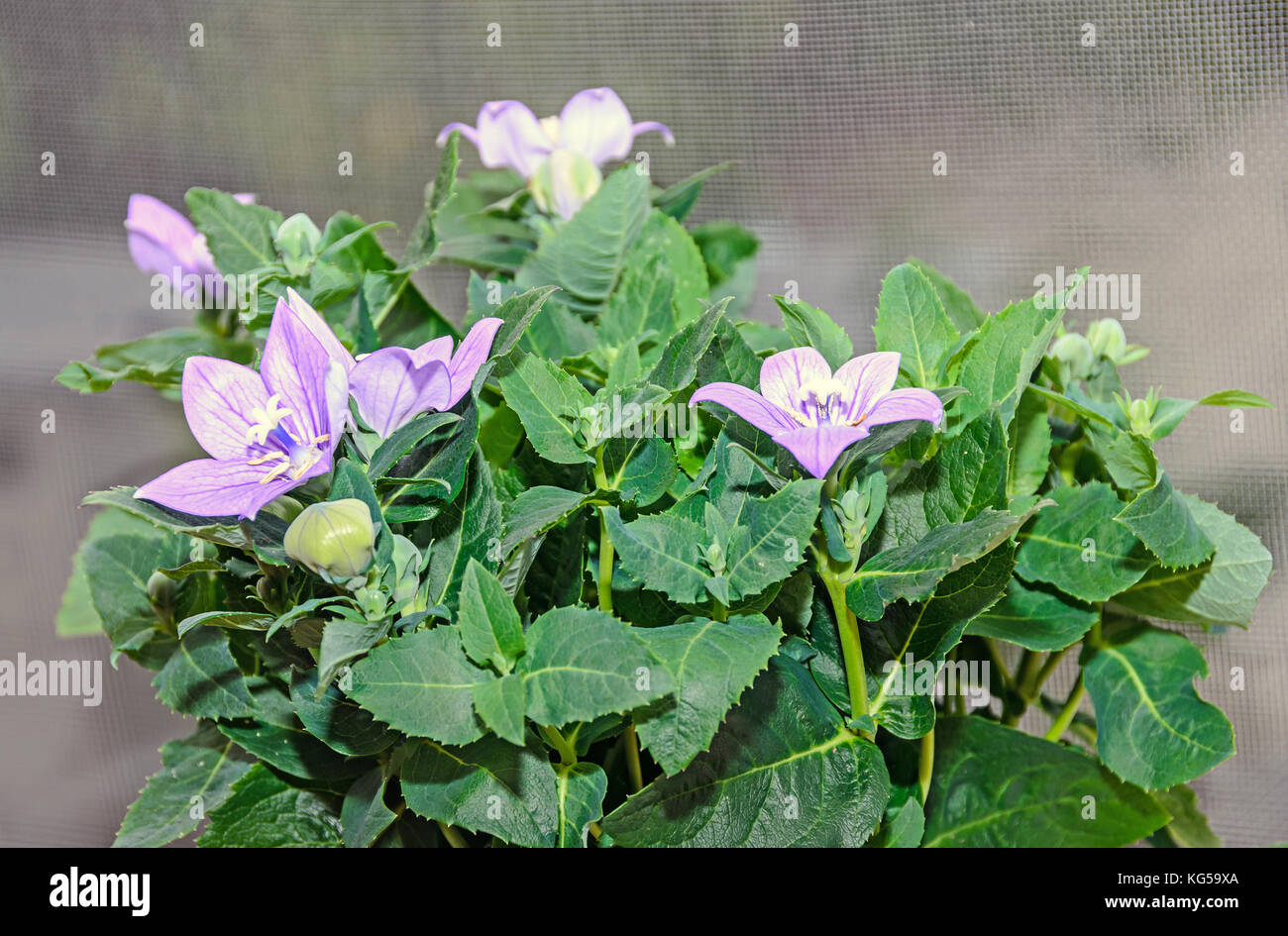 Platycodon grandiflorus astra blue, balloon flower with buds and green ...