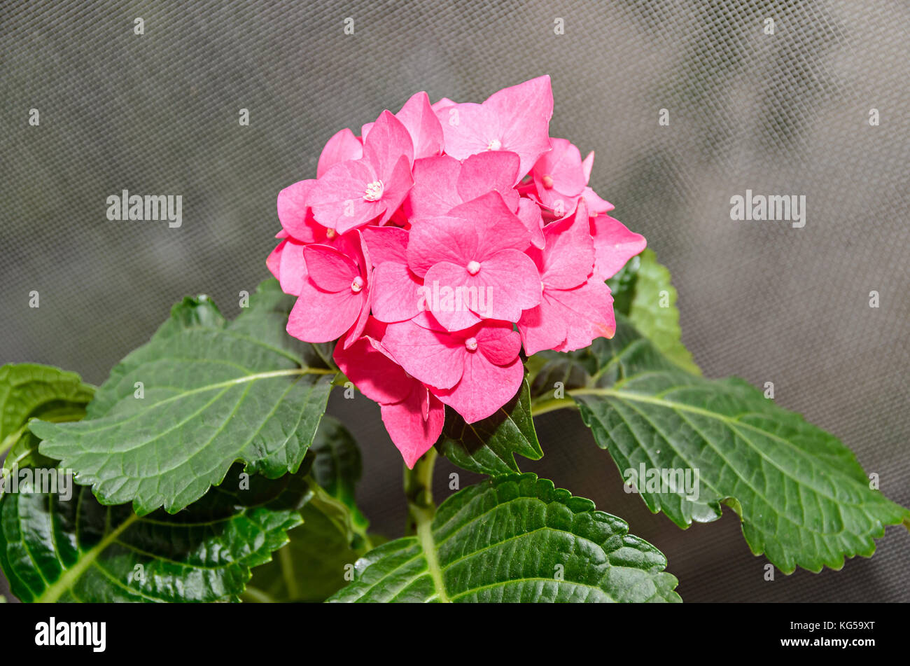 Pink Hydrangea flowers, hortensia bush plant close up isolated Stock ...