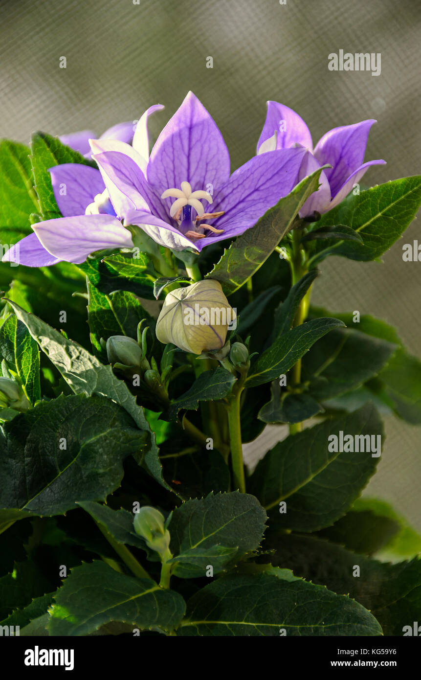 Platycodon grandiflorus astra blue, balloon flower with buds and green ...
