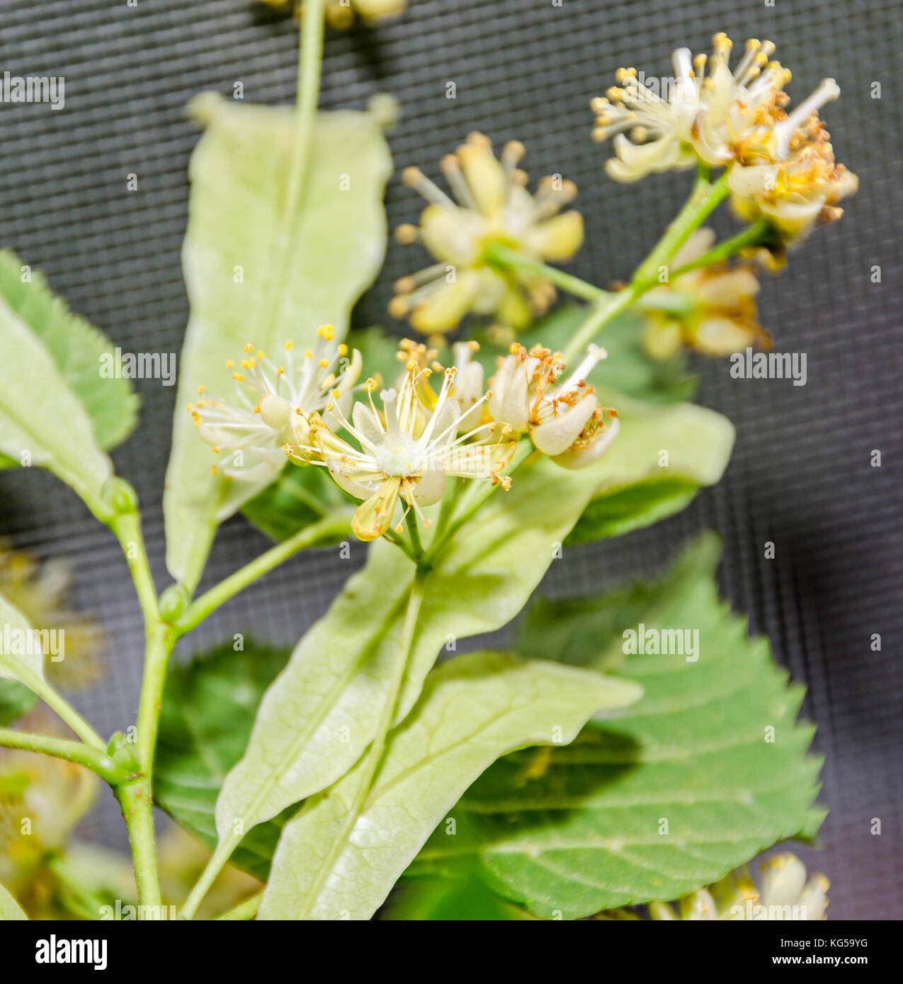 Yellow blossom flowers of tilia, lime tree, close up Stock Photo - Alamy