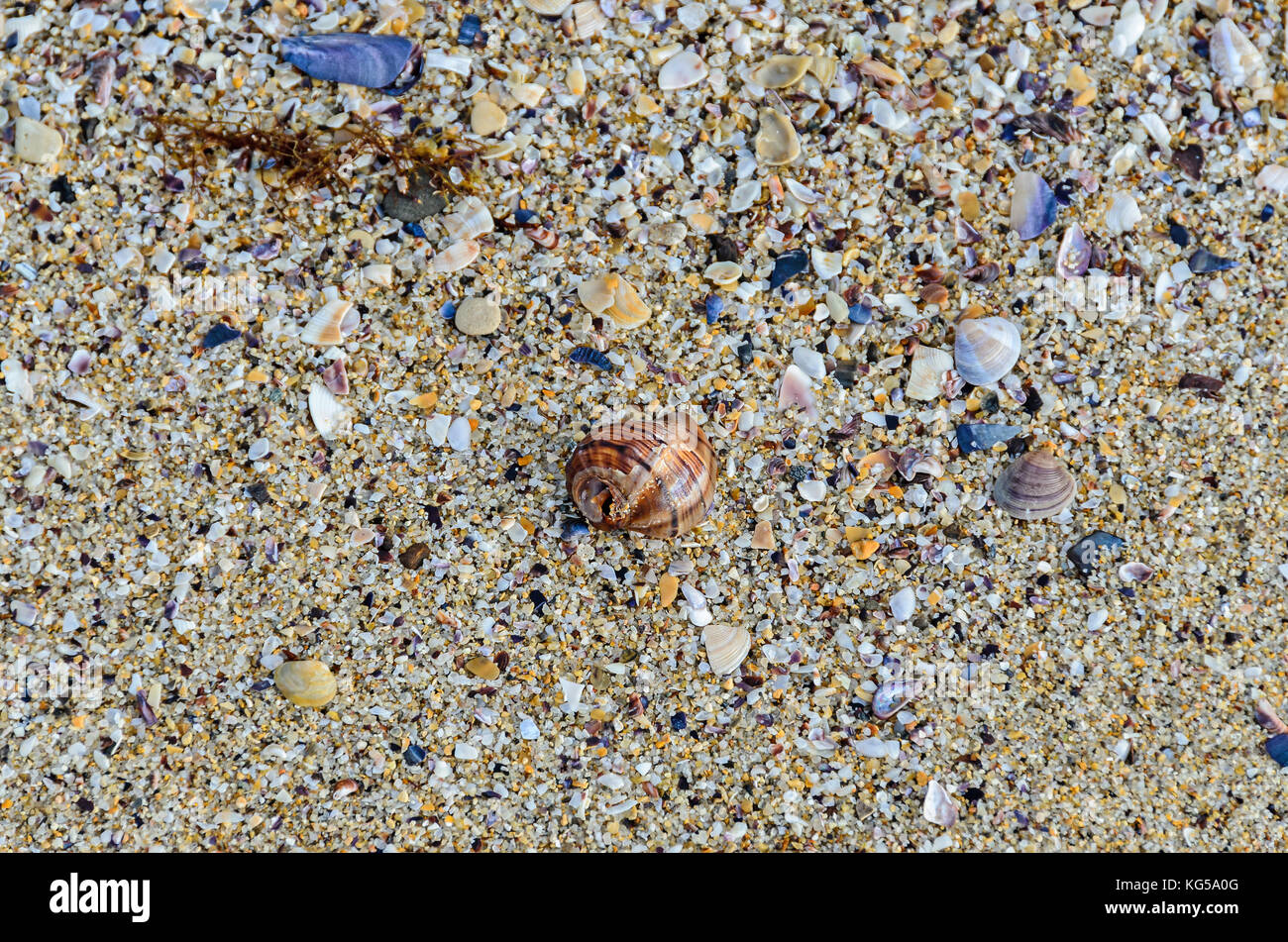 Colored sea shell standing in the golden beach sand near water, close ...