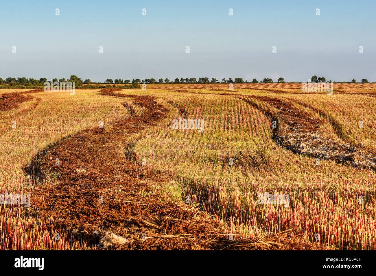 Beautiful agricultural landscape with winding brown rows of mown ...