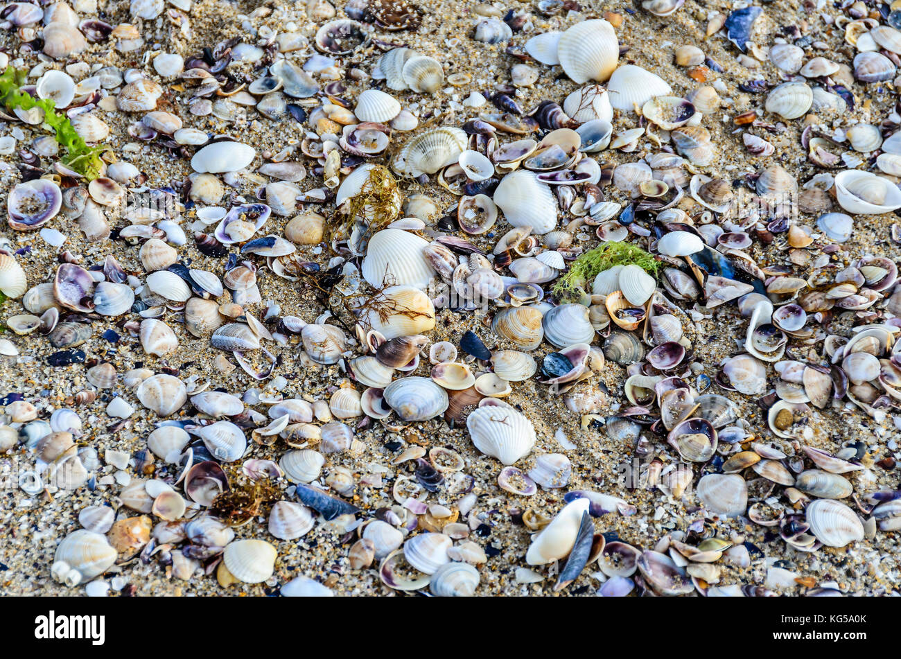 Colored sea shells standing in the golden beach sand near water, close ...