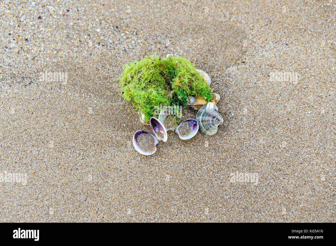 Colored sea shells standing in the golden beach sand near water, green ...