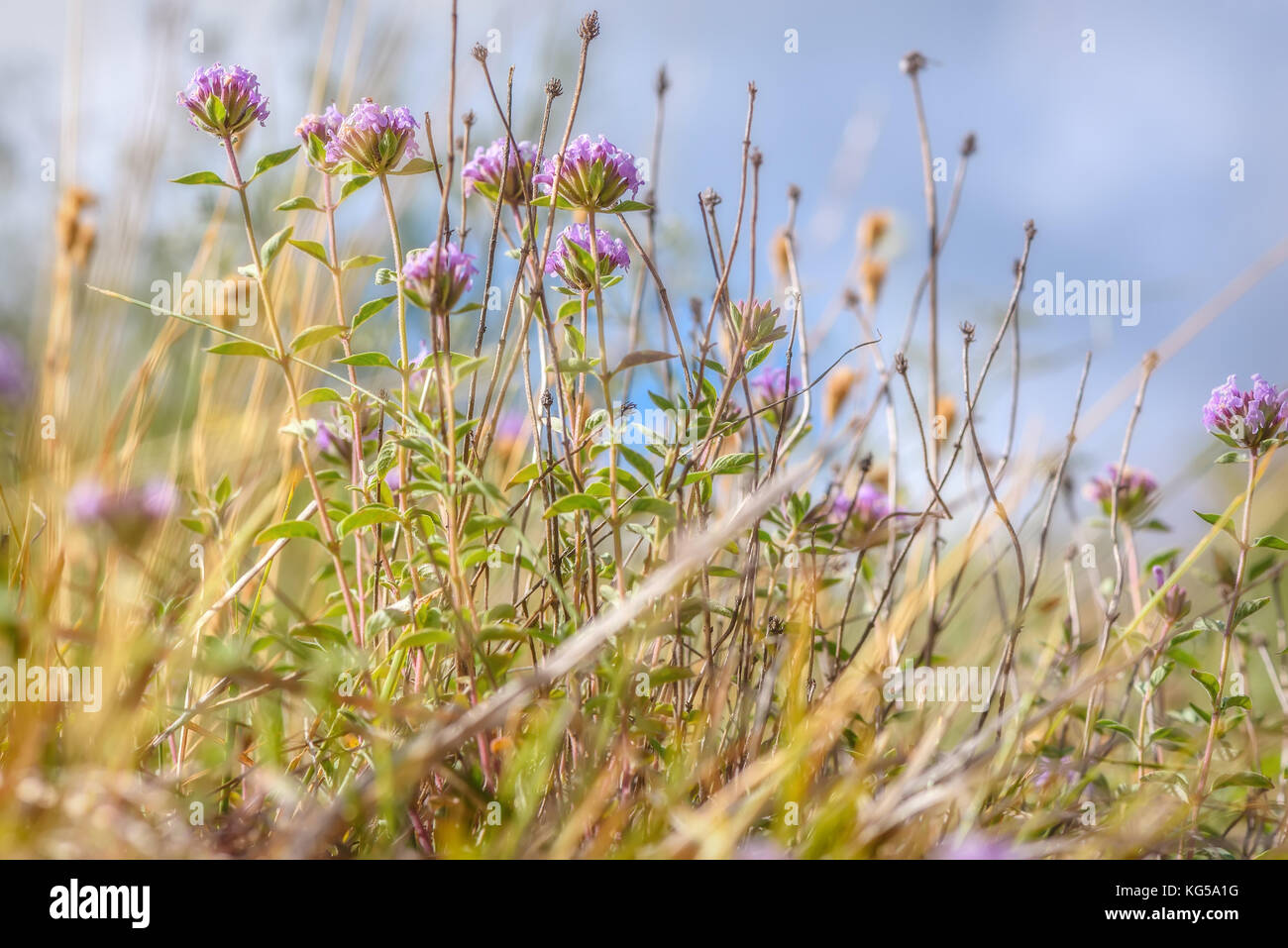 Beautiful floral background with pink wild flowers zizifora close-up ...