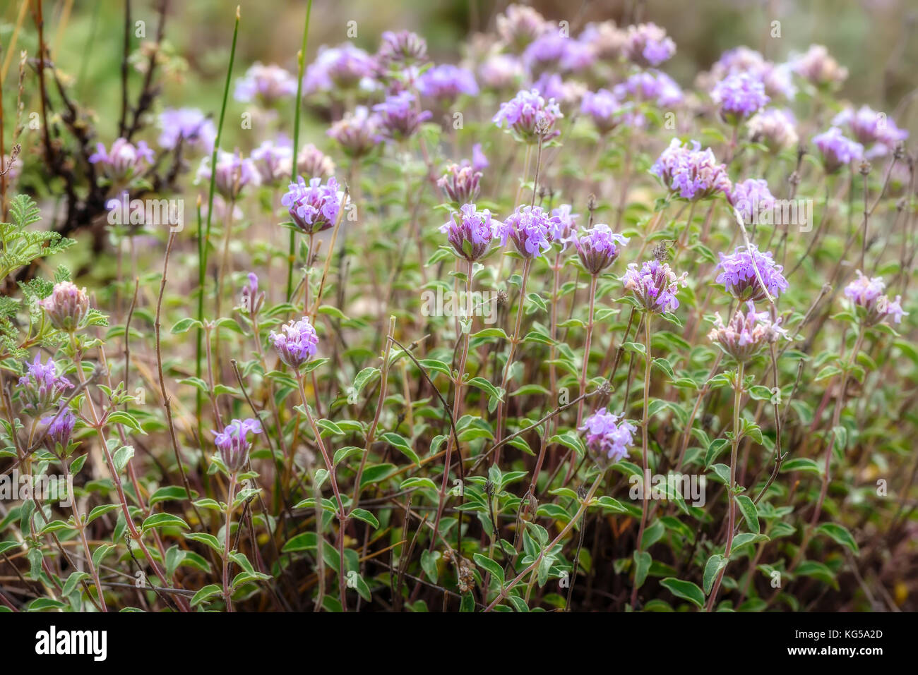 Beautiful floral background with pink wild flowers zizifora close-up ...