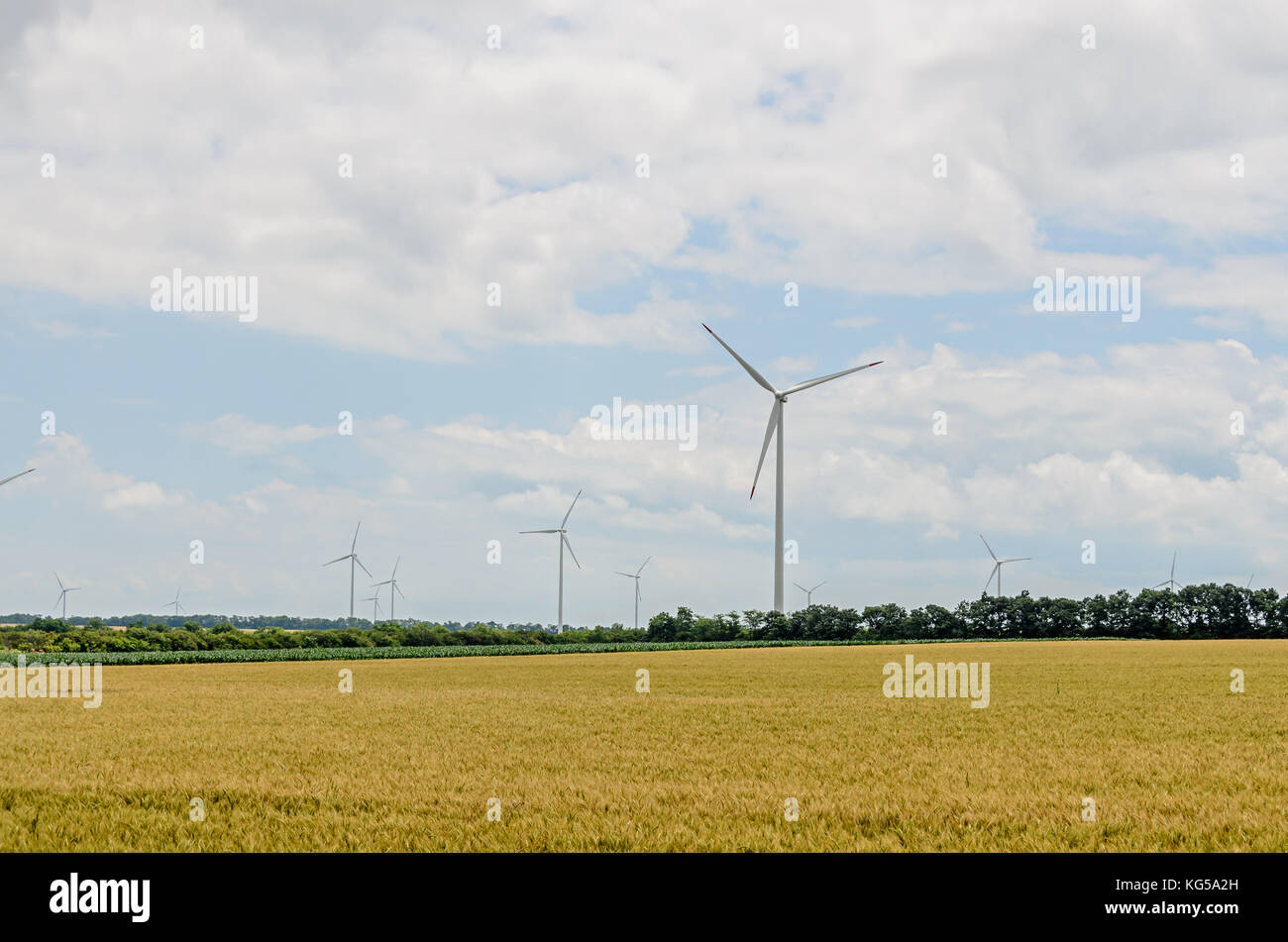 Eolian field and wind turbines farm, near yellow fllowers field, clouds ...