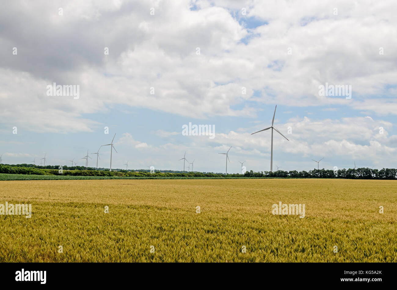 Eolian field and wind turbines farm, near yellow fllowers field, clouds ...