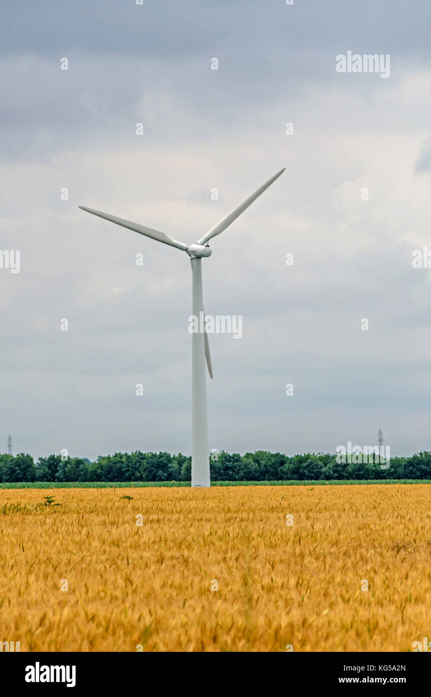 Eolian field and wind turbines farm, near yellow fllowers field, clouds ...