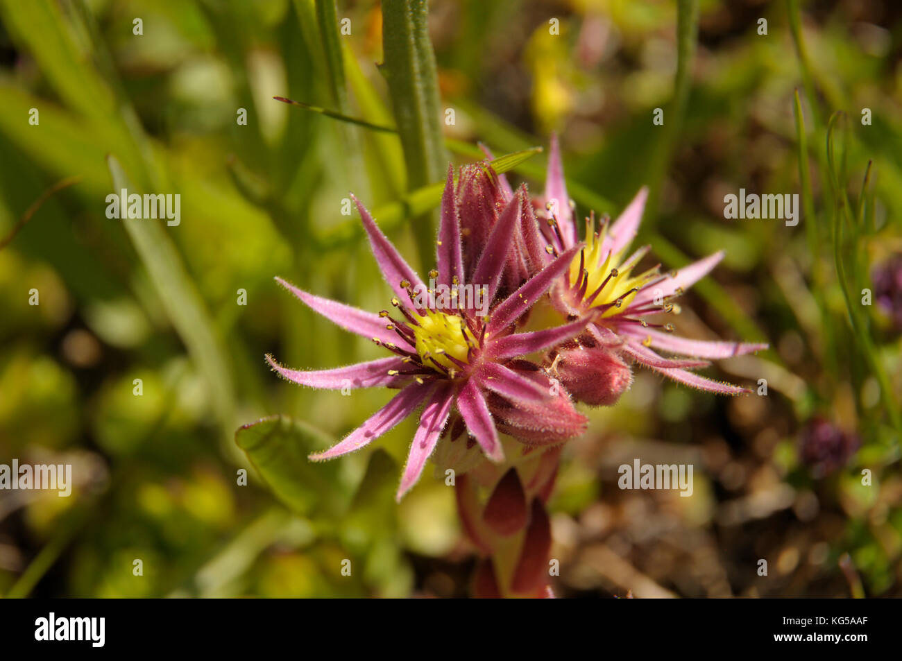 Houseleek flower hi-res stock photography and images - Alamy