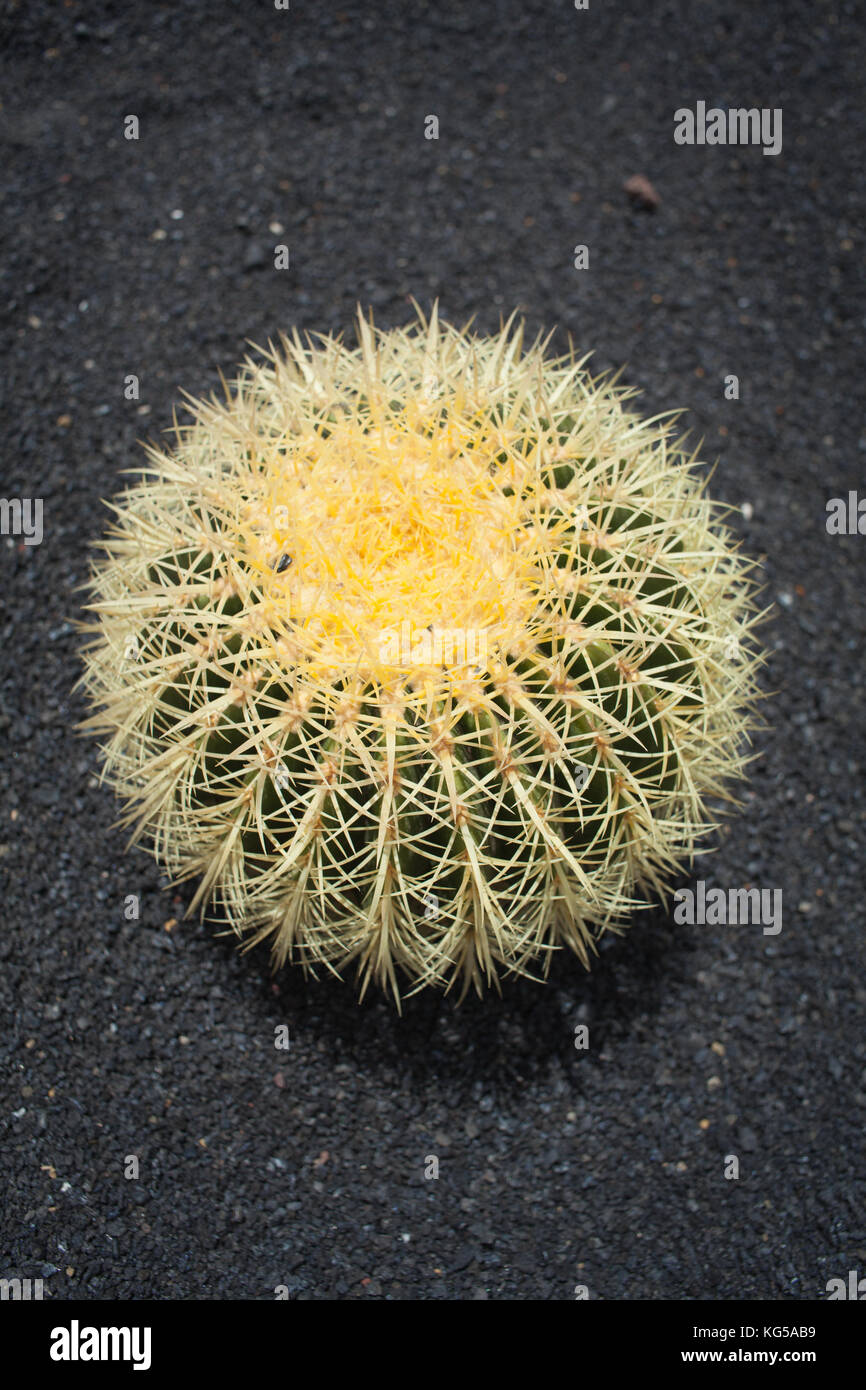 Small barrel cactus hi-res stock photography and images - Alamy