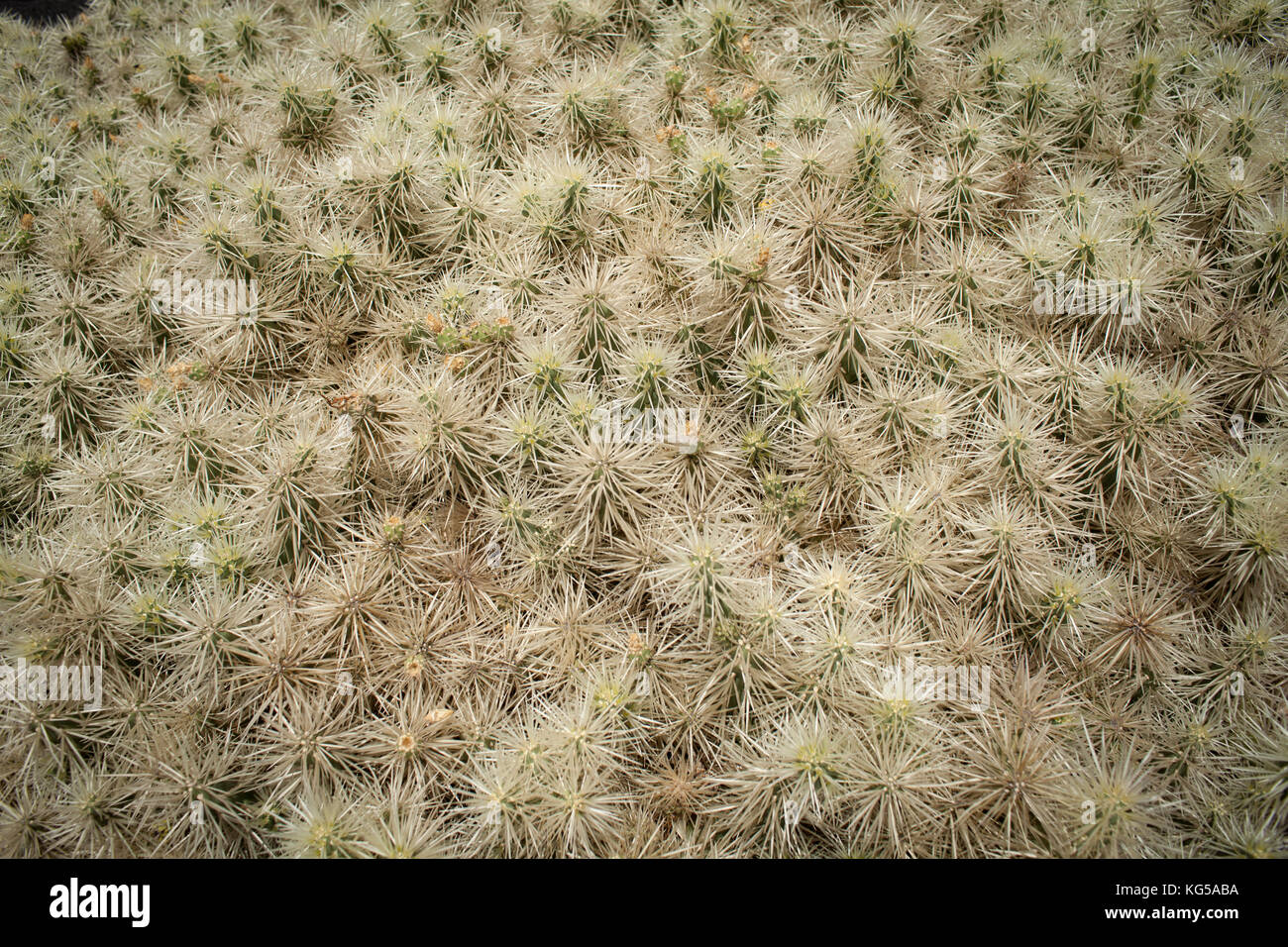 Strong spines hi-res stock photography and images - Alamy