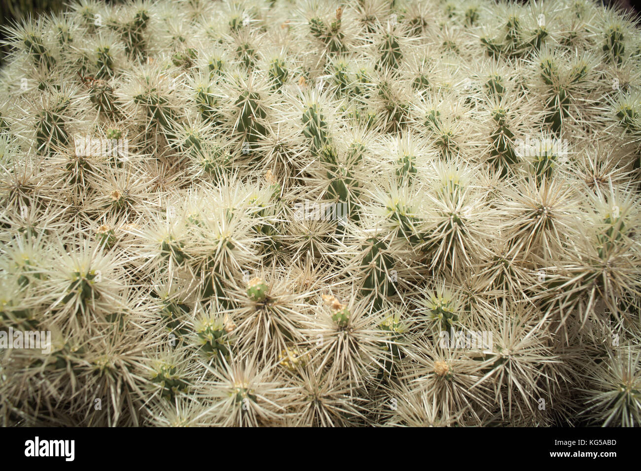 Botanical spine hi-res stock photography and images - Alamy