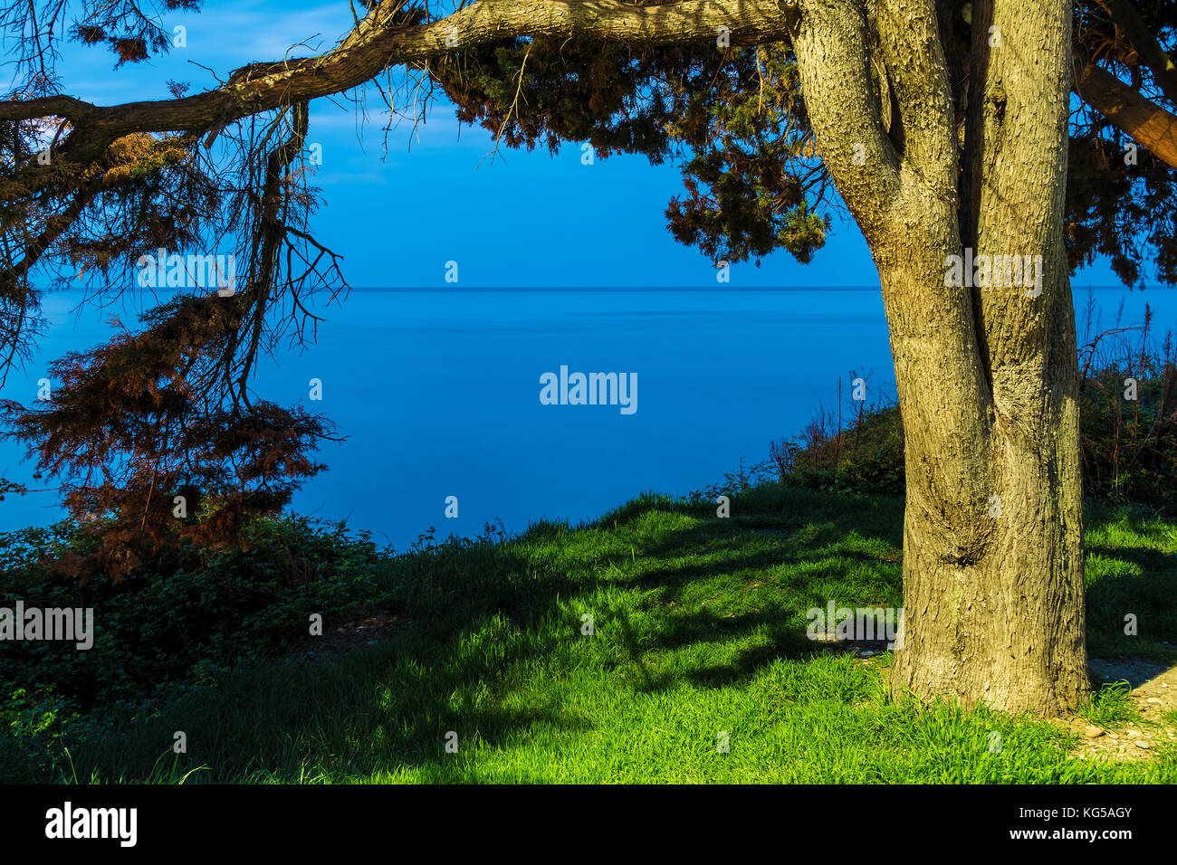 Long exposure view of the lighted tree on the background of sea at ...