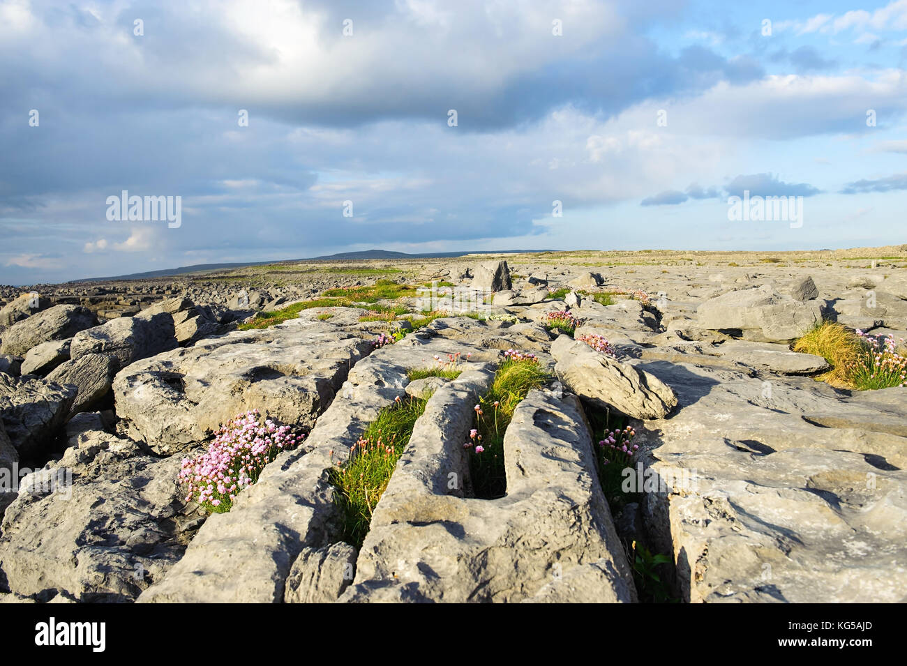 Limestone pavement at Burren , County Clare, Republic of Ireland Stock ...