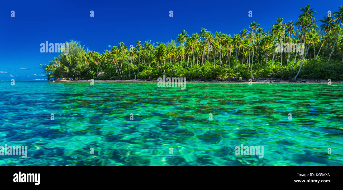 Underwater coral reef next to green tropical island, Moorea, Tahiti ...