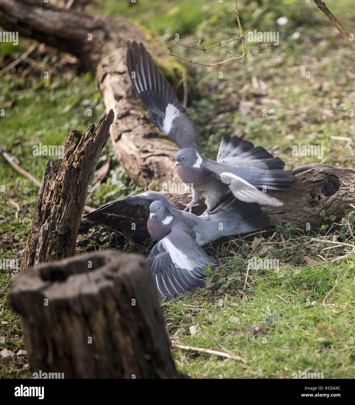 Pigeons fight hi-res stock photography and images - Alamy