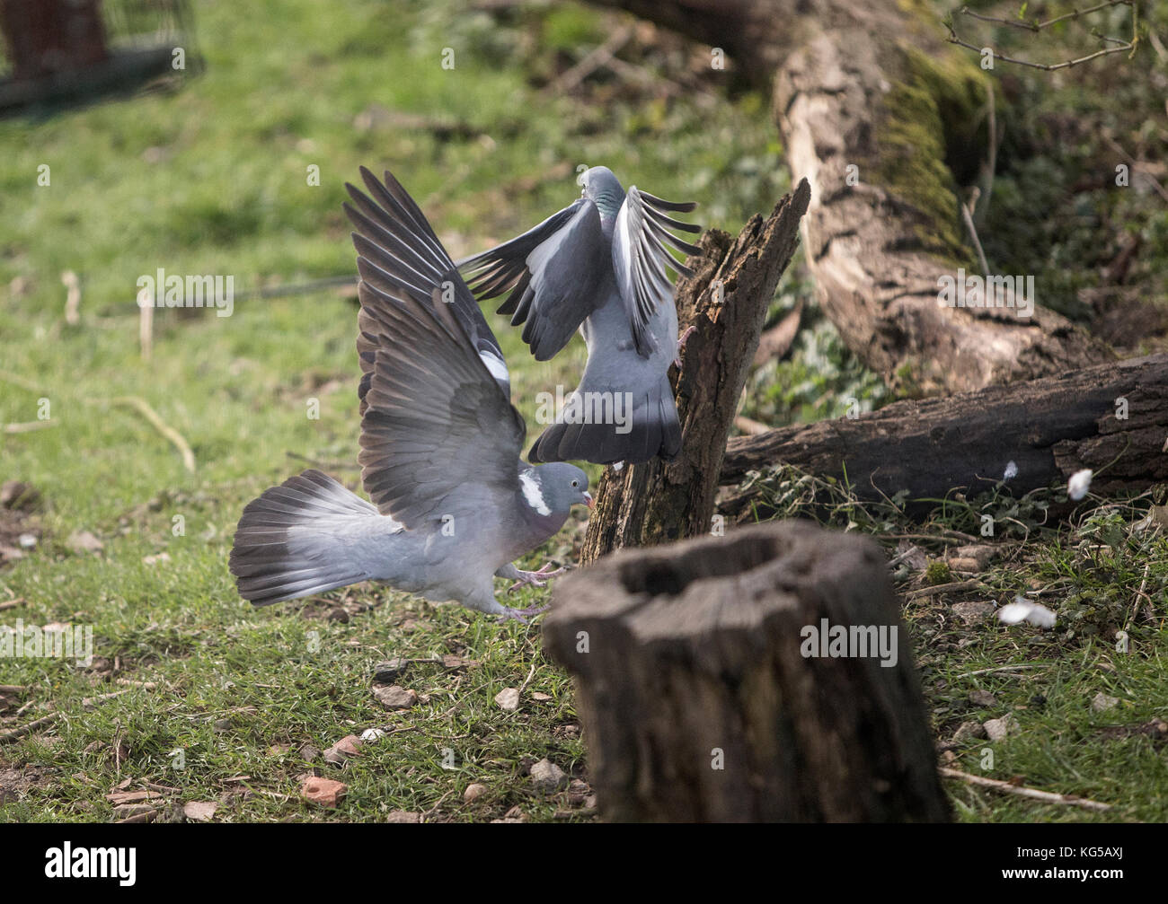 Wood pigeons Columba palumbis fight Stock Photo - Alamy