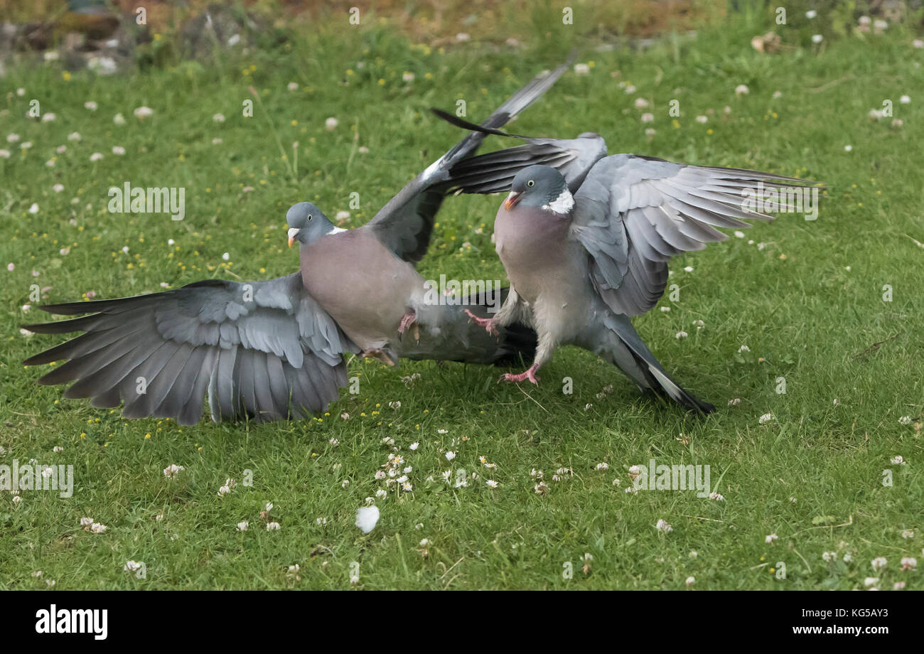 Wood pigeons Columba palumbis fight Stock Photo - Alamy
