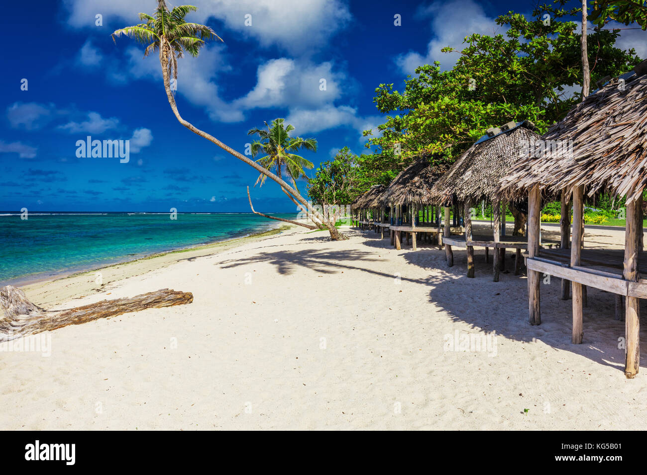 Tropical vibrant natural beach on Samoa Island with palm trees and ...