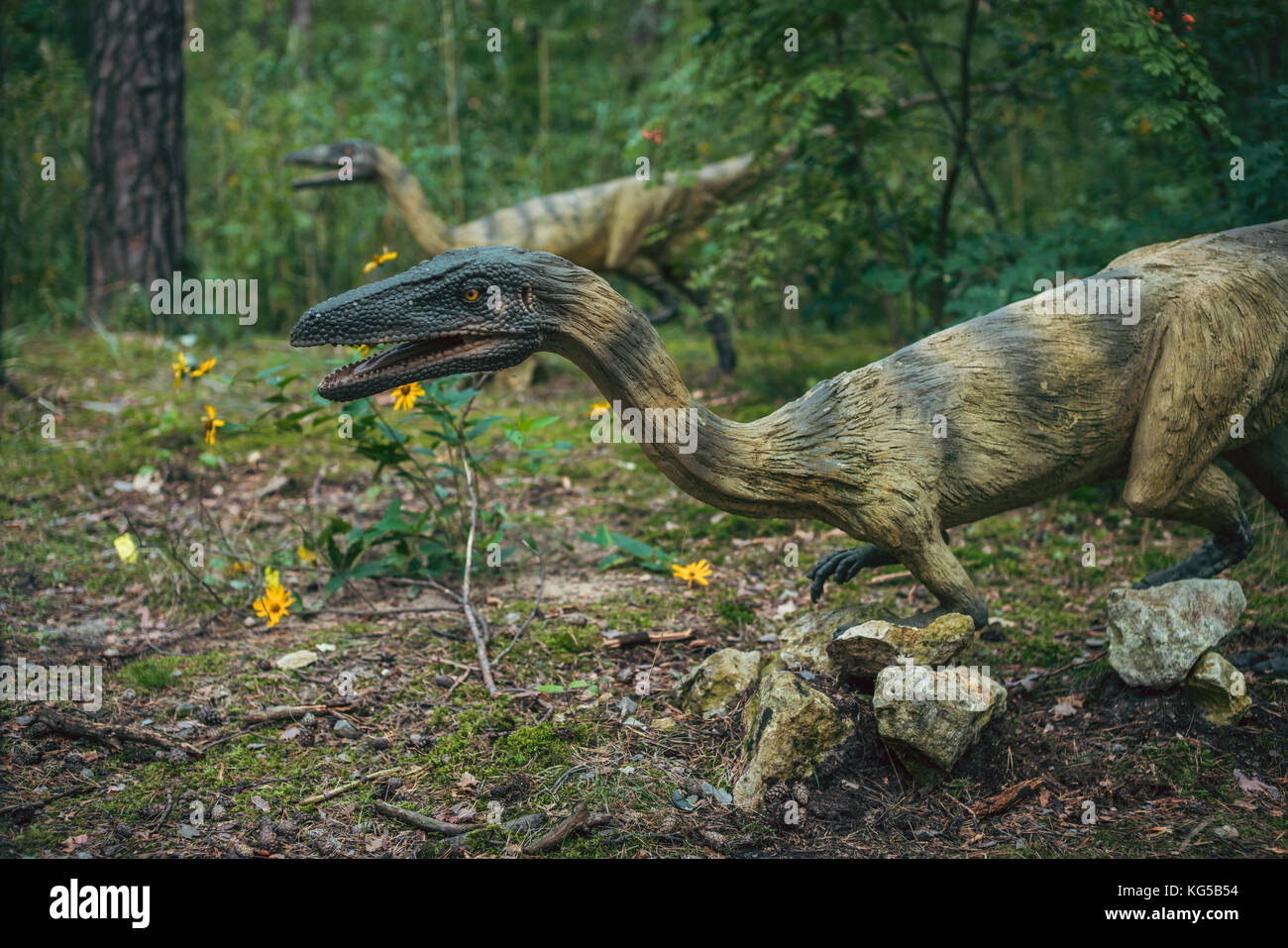 Solec Kujawski, Poland - August 2017 : Two life sized Raptor dinosaurs ...