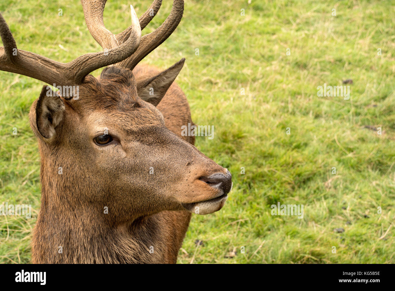 Close-up head shot of a Red Deer Stag Stock Photo - Alamy