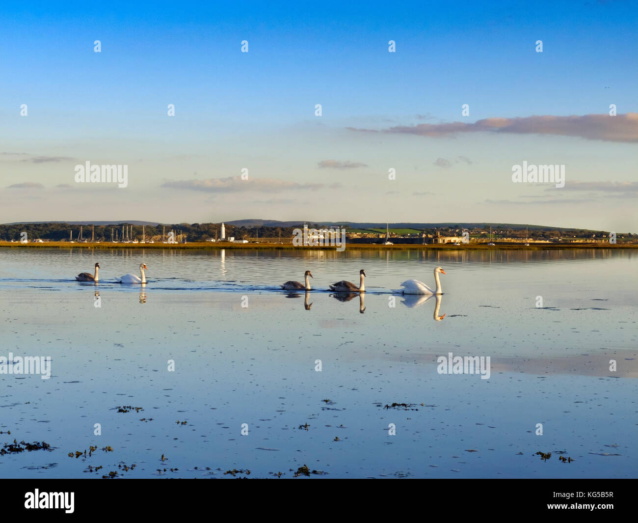 Swan family swimming along the shoreline in Keyhaven Marshes, Lymington ...