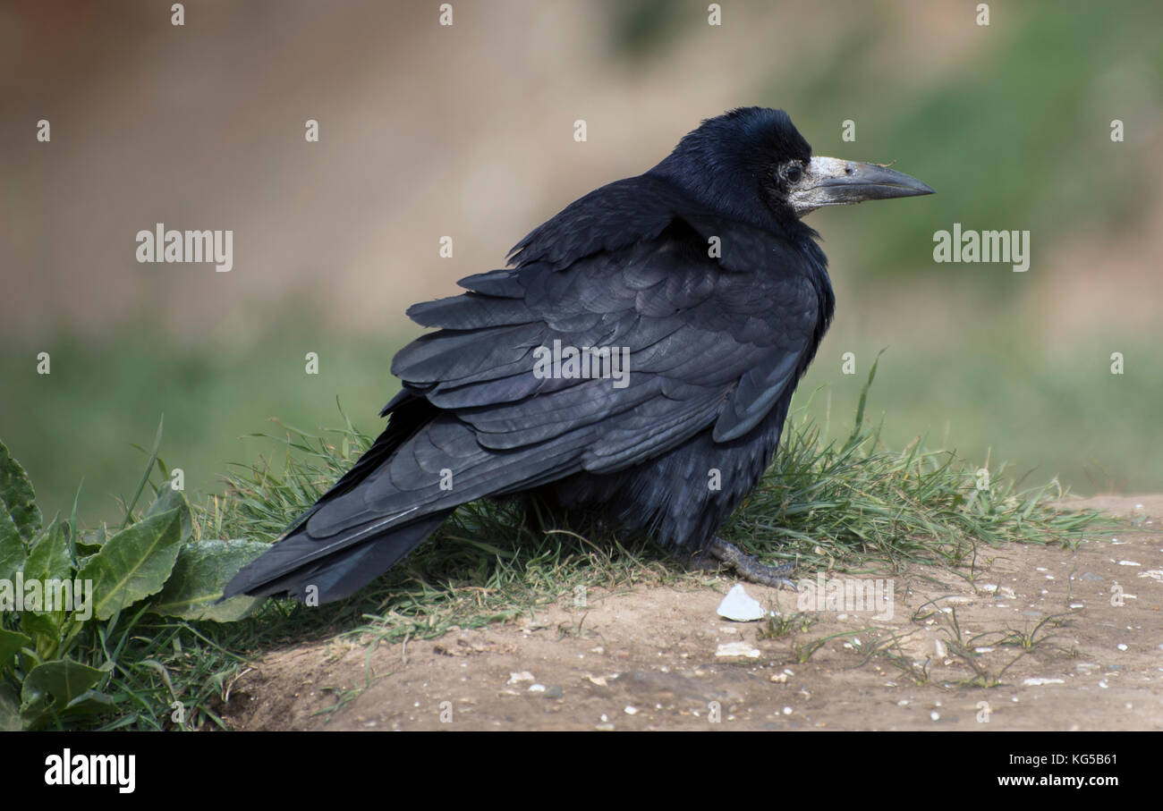 British crows hi-res stock photography and images - Alamy