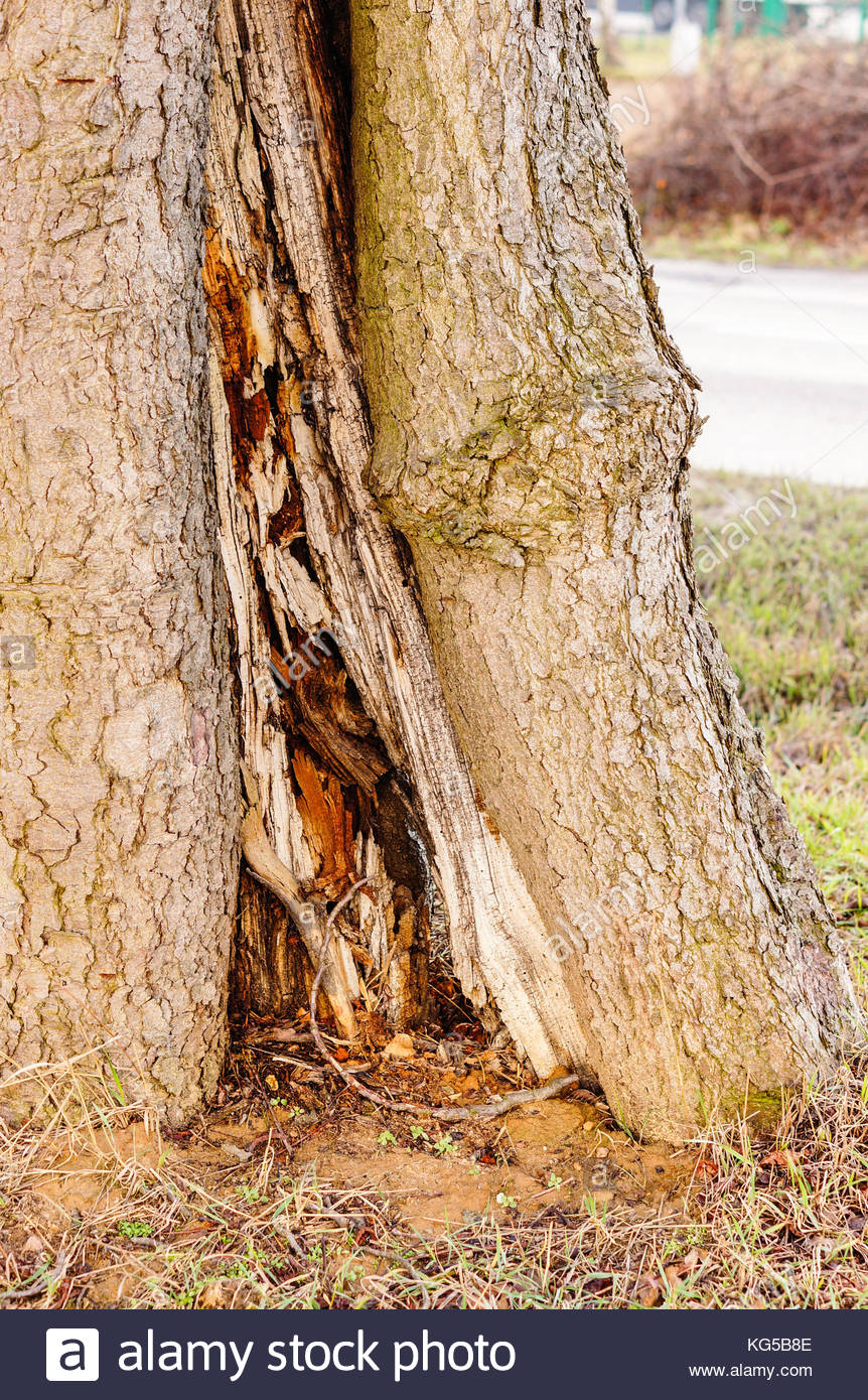 Damaged Stem Stock Photos & Damaged Stem Stock Images - Alamy