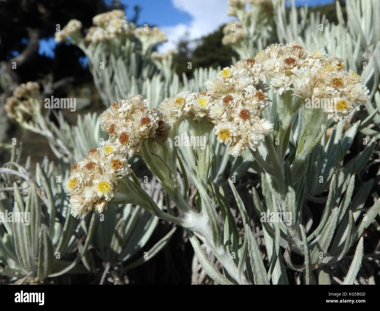Indonesian Edelweiss in the Mountain Stock Photo - Alamy