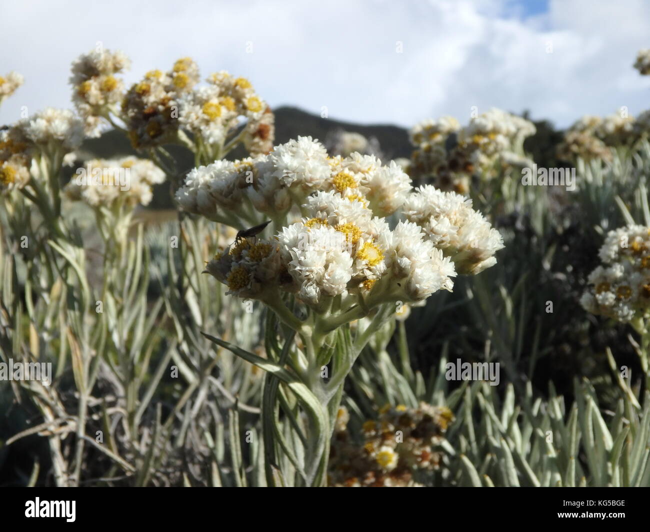 Indonesian Edelweiss in the Mountain Stock Photo - Alamy
