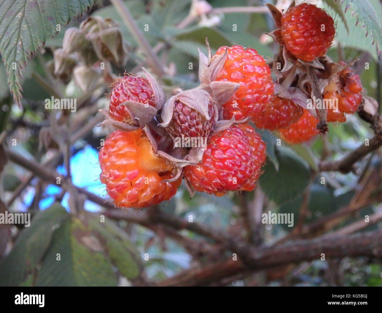 Plants in the Mountain Stock Photo - Alamy