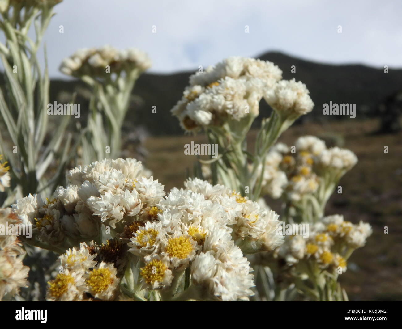 Indonesian Edelweiss in the Mountain Stock Photo - Alamy
