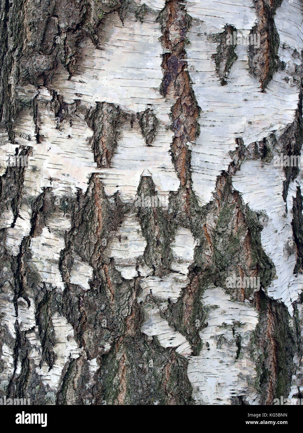 Close up birch tree bark texture hi-res stock photography and images ...