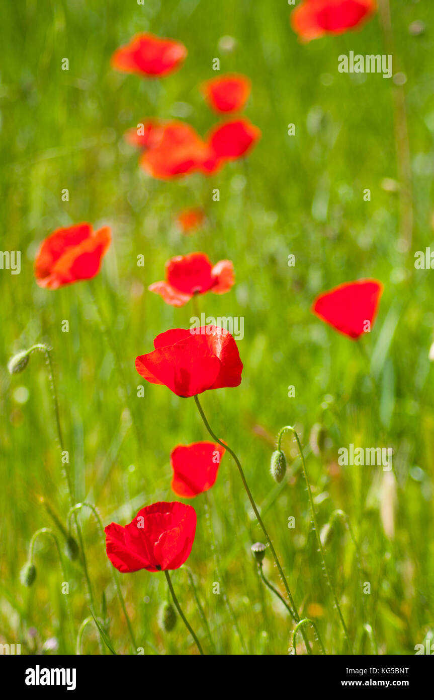 Poppy red fondo hi-res stock photography and images - Alamy