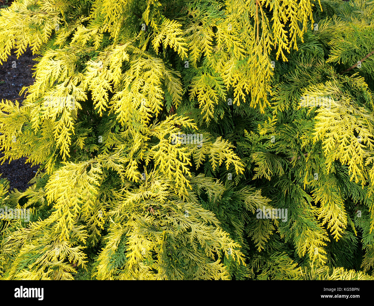 Golden color cypress branches close up for background Stock Photo - Alamy