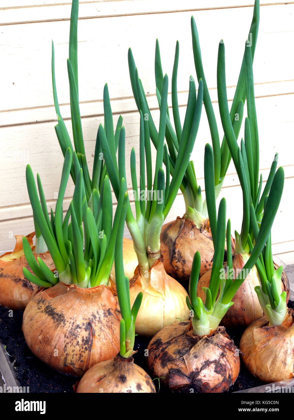 Spring onions growing in plastic box with soil Stock Photo - Alamy