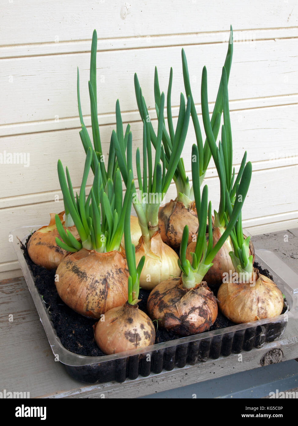 Onions in plastic hi-res stock photography and images - Alamy