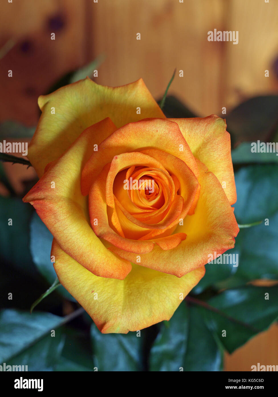Yellow rose blossom close up petals with red edges Stock Photo - Alamy
