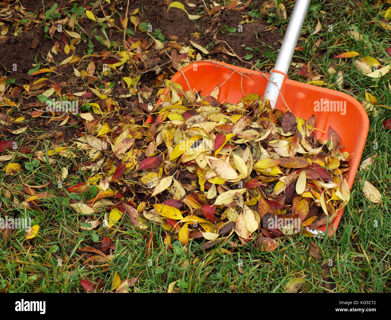 Fallen autumn leaves on red plastic shovel Stock Photo - Alamy