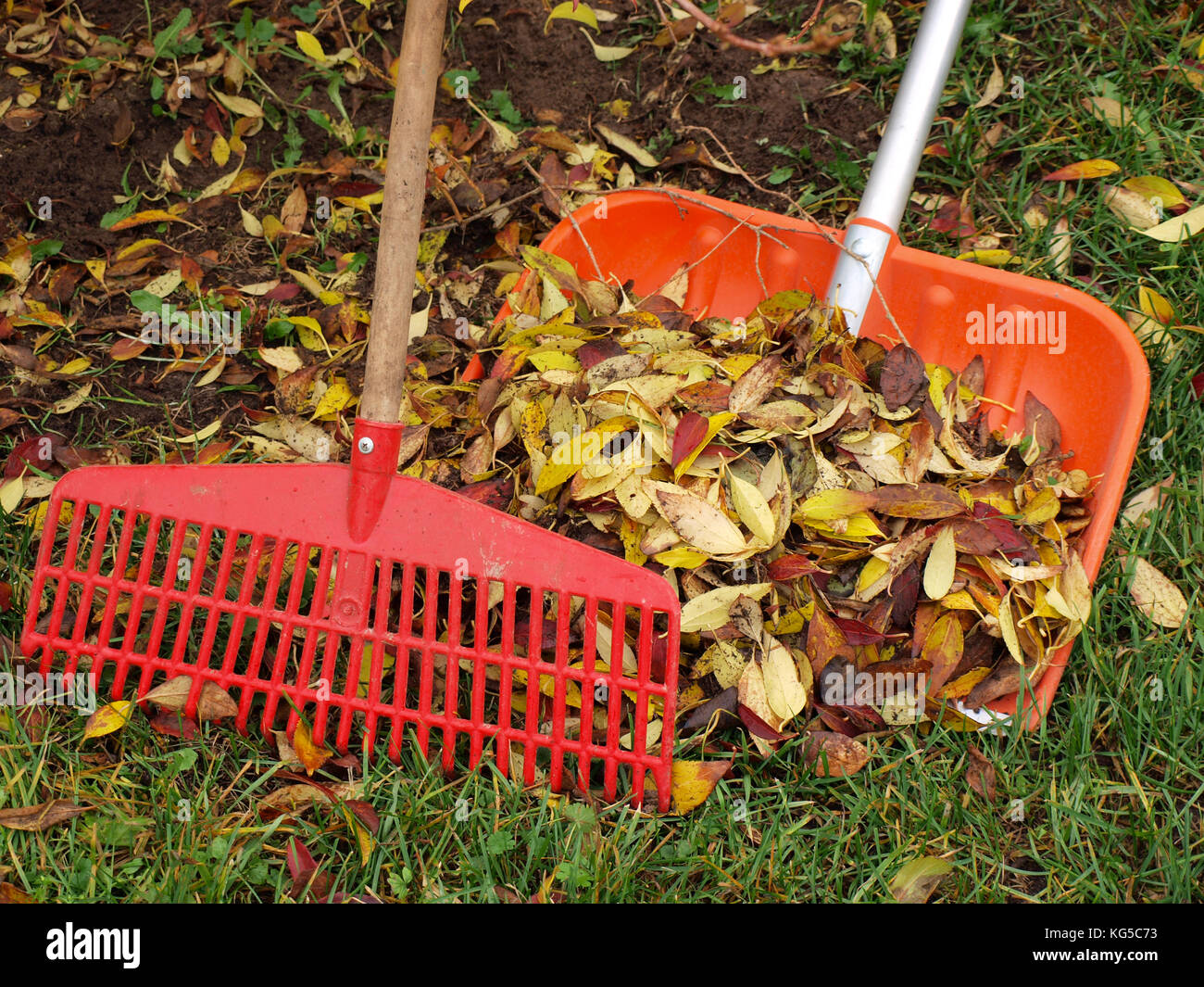 Rake fallen autumn leaves on red plastic shovel Stock Photo - Alamy
