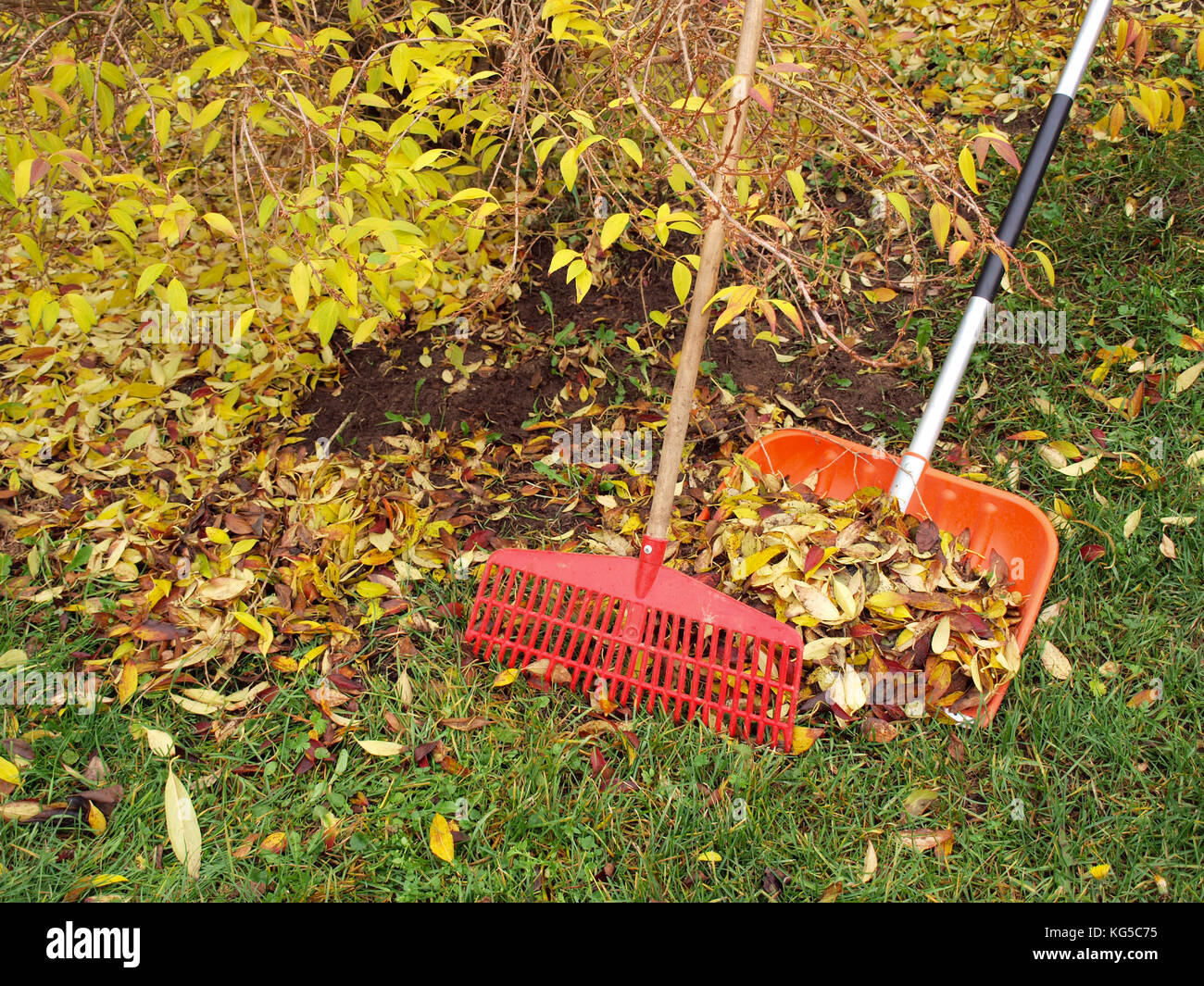 Rake fallen autumn leaves on red plastic shovel Stock Photo - Alamy
