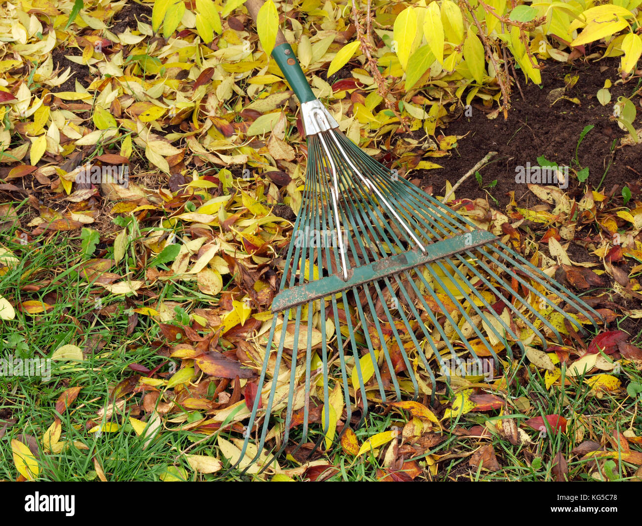 Raking fallen leaves with green metal rake Stock Photo - Alamy