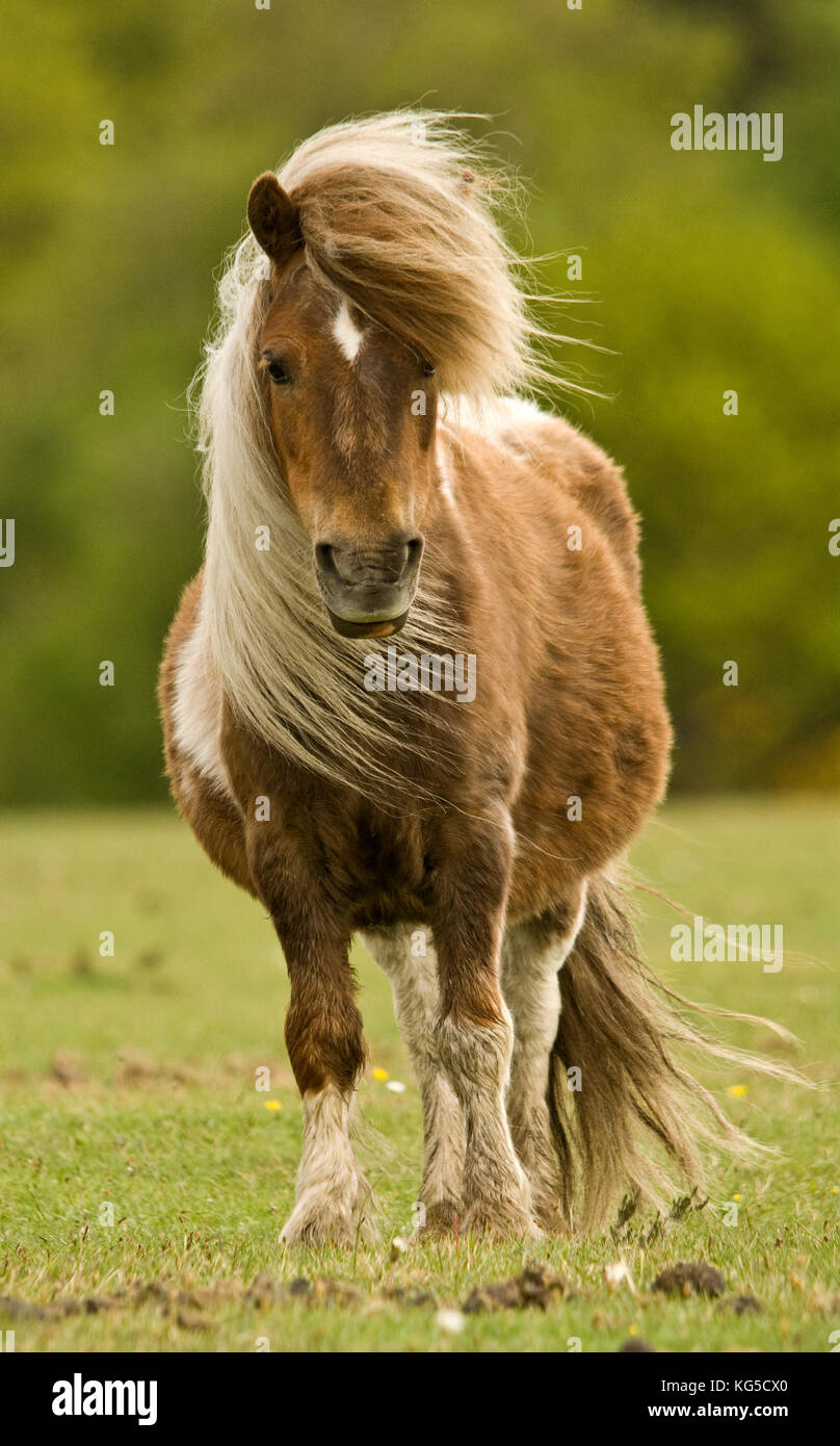 Shetland pony hi-res stock photography and images - Alamy