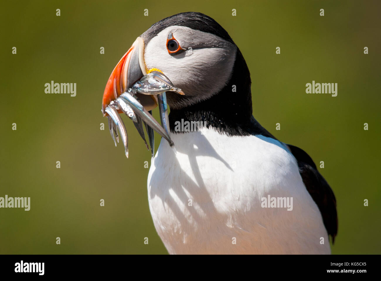 Catch small birds hi-res stock photography and images - Alamy