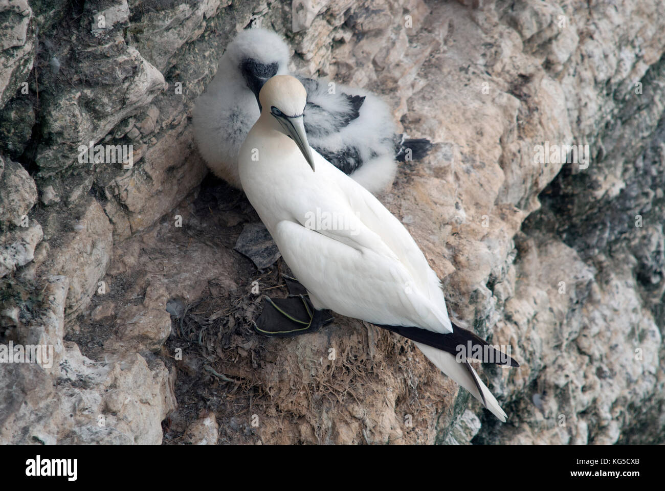 Gannet and chick nesting on the cliff edge Stock Photo - Alamy