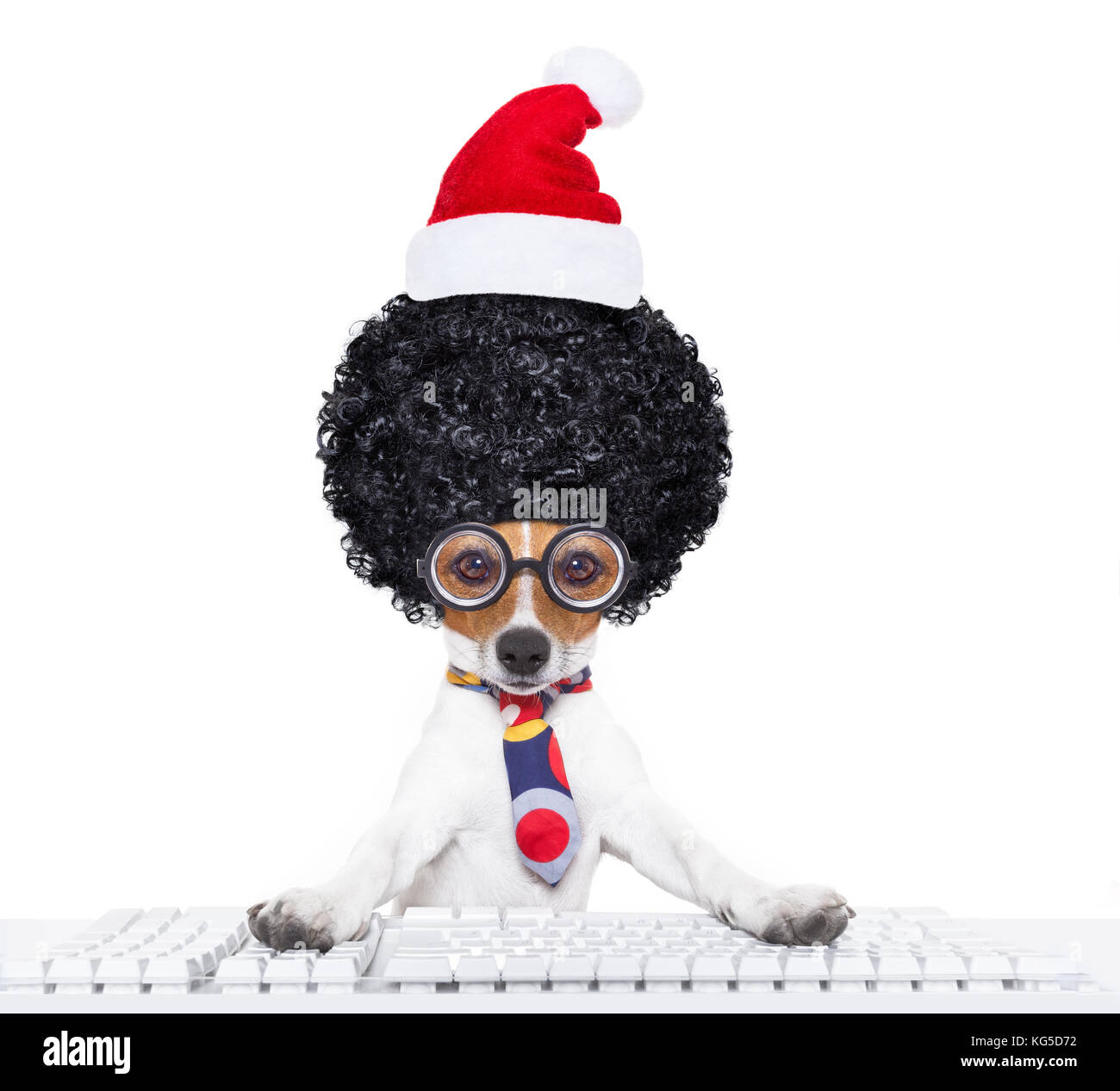 crazy jack russell dog with nerd glasses as an office business worker ...